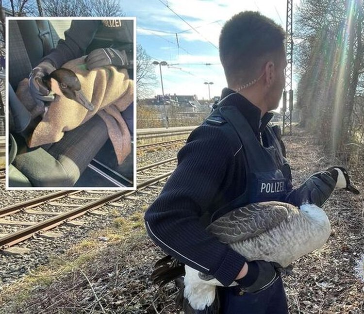 Ungewöhnlicher Einsatz: Münchner Polizei rückt an zur Gänse-Rettung